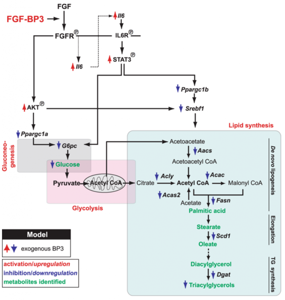 Triglyceride Synthesis, Deposition, and Fatty Acid Release – Your ...