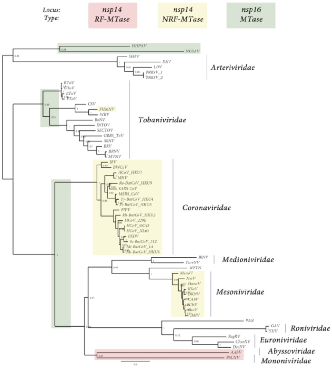 Evolution of Nidoviruses (Including Coronaviruses) – Your Telemedical ...