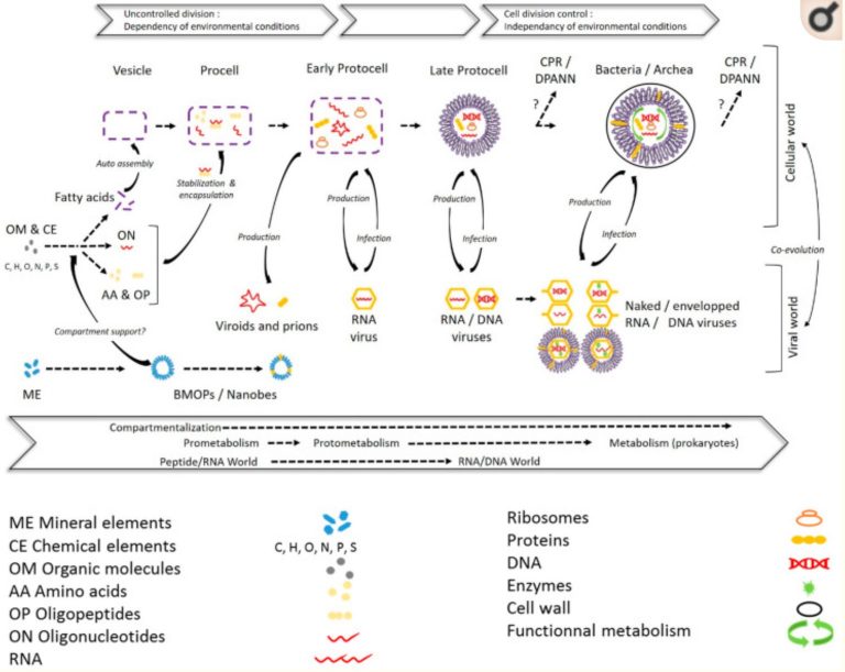 Transition 1 : Evolution of LUCA, LBCA, LACA, and Viruses – Your ...